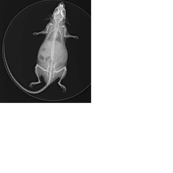 CompAI Compact Radiography System – Gamma Gurus