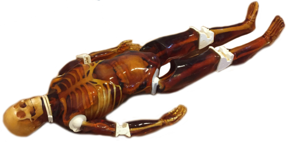 Full Adult Body Phantom – Gamma Gurus