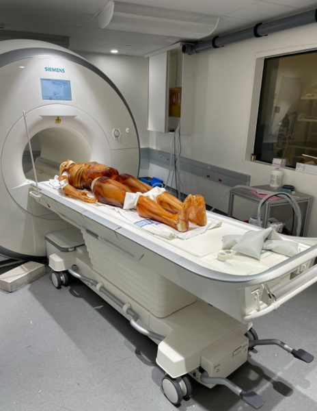 Full Adult Body Phantom – Gamma Gurus