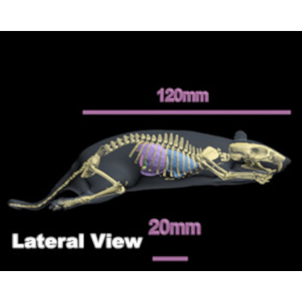 Rat Phantom – Gamma Gurus