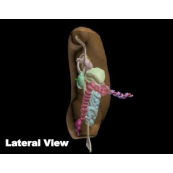 Newborn Torso Phantom – Gamma Gurus