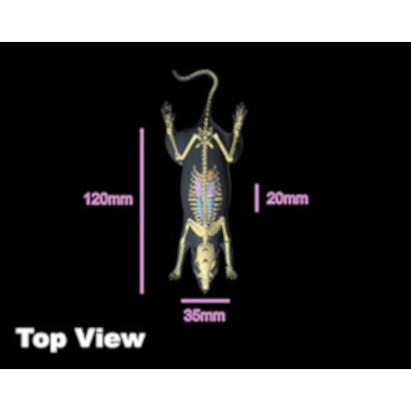 Rat Phantom – Gamma Gurus