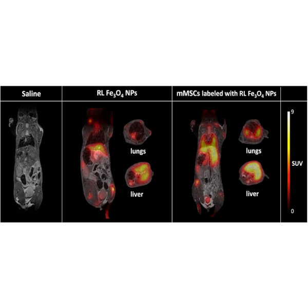 Sequential PET/MR – Gamma Gurus
